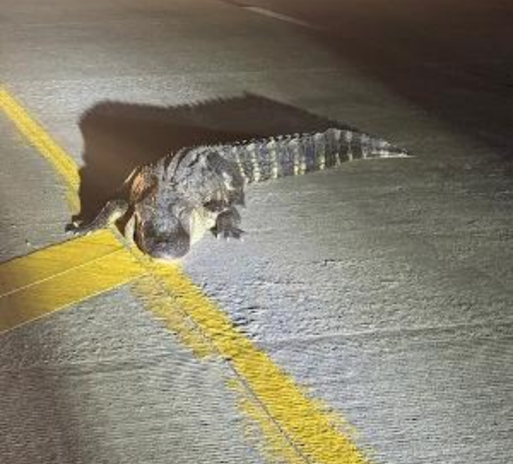 Gator attack leaves Cleveland PD officer injured | Liberty Vindicator